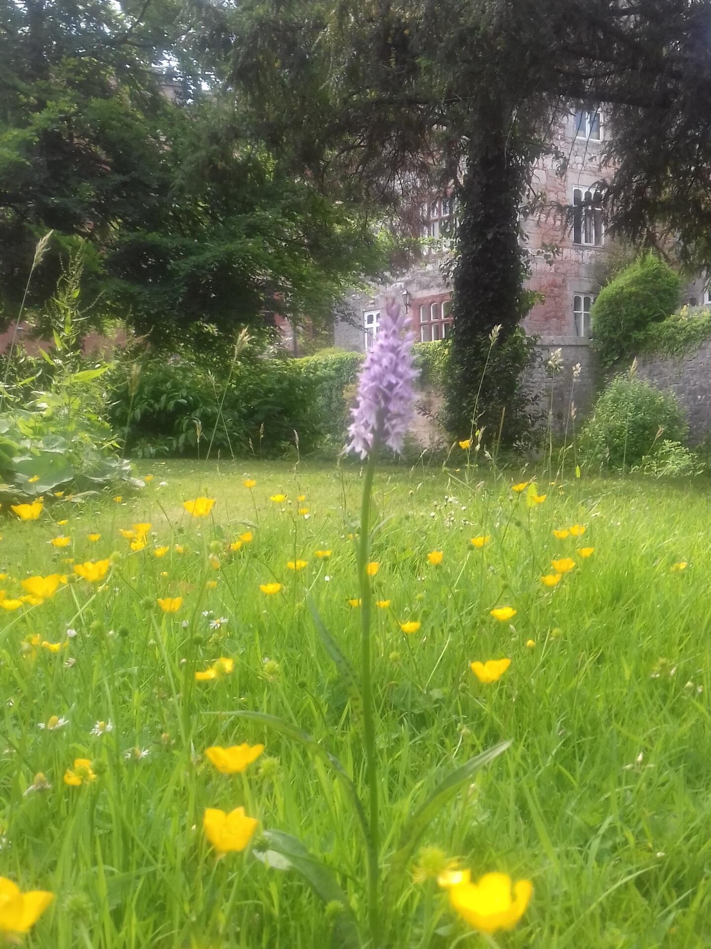 Summer Gardens Update | Ruthin Castle Hotel & Spa